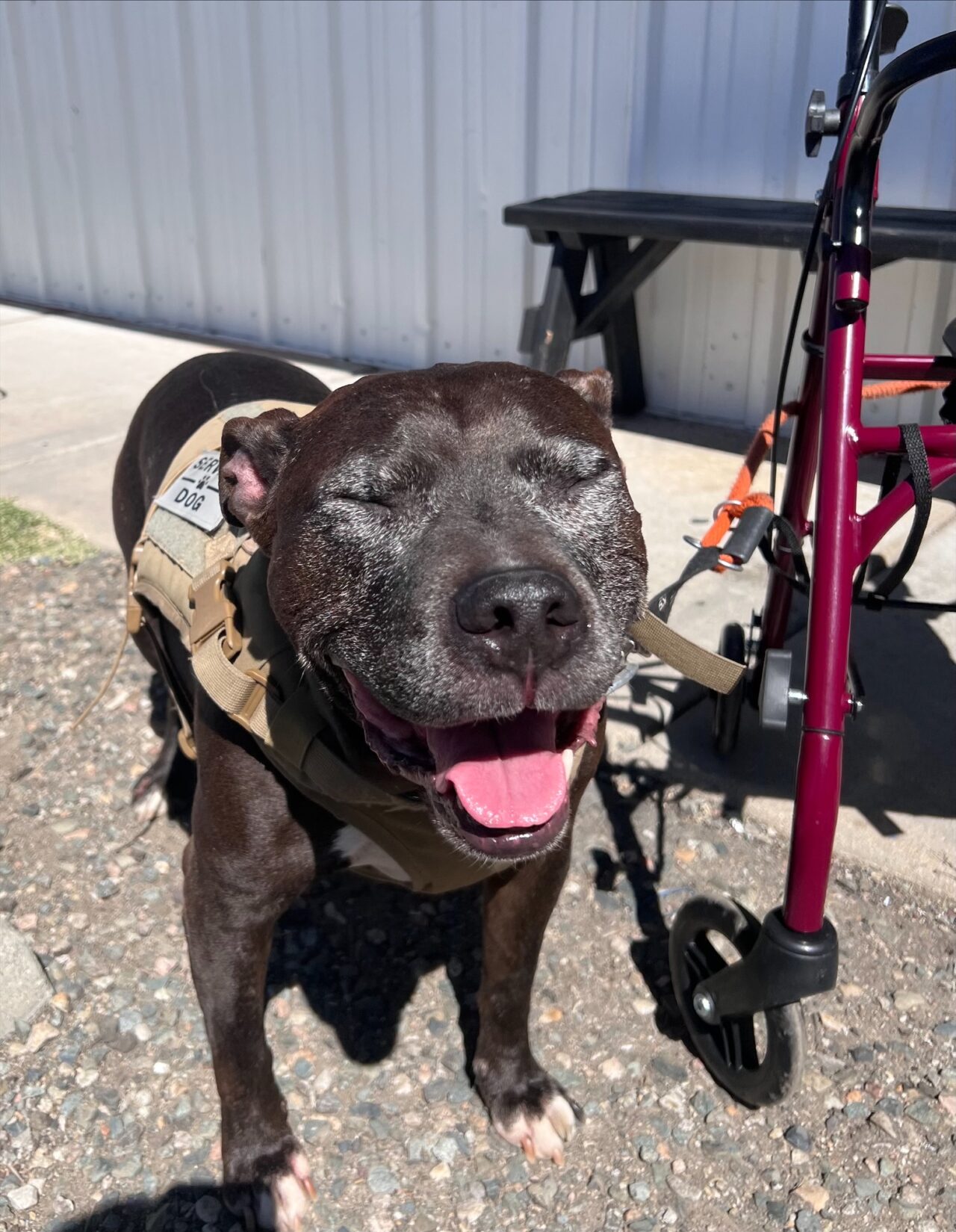 The Arizona Pet Project Visits Prescott to Strengthen Pet Support ...