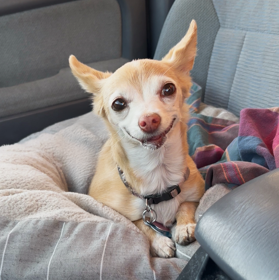 The Story of Nick and Cleo | The Arizona Pet Project