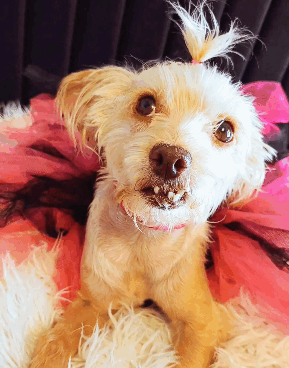Brenda and Meeka | The Arizona Pet Project